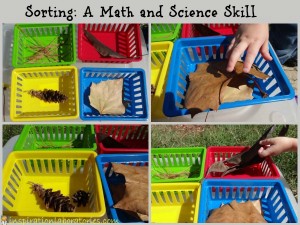 Sorting Leaves & Seeds and Celebrating Autumn | Inspiration Laboratories