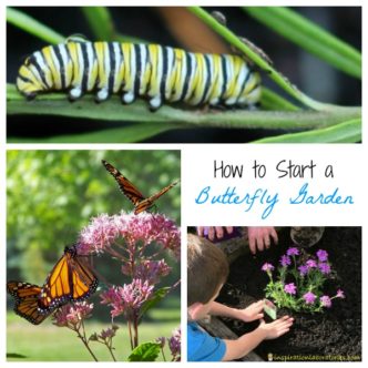 How to Start a Butterfly Garden | Inspiration Laboratories