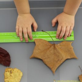 Leaf Measurement and Sorting Activity | Inspiration Laboratories